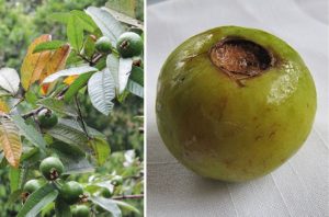 Costa Rica tropical fruit guide - Costa Rica Découverte