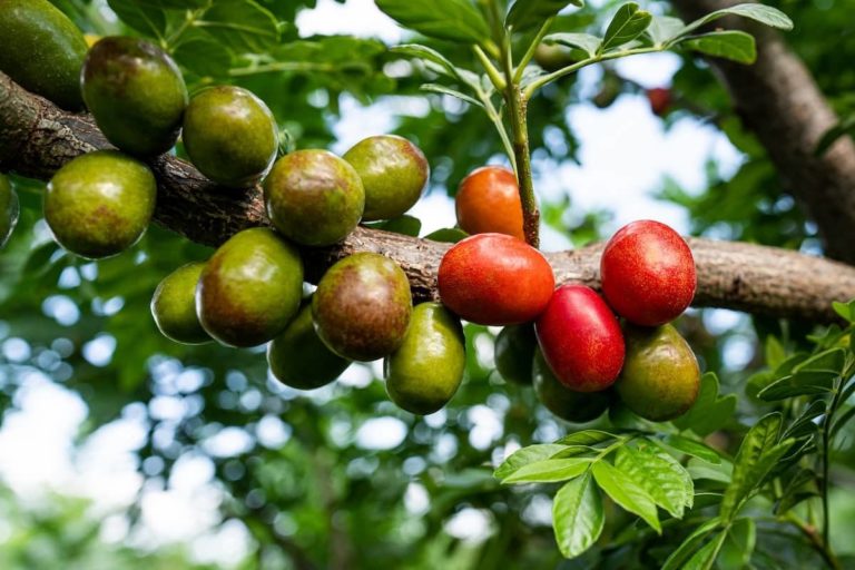 Costa Rica tropical fruit guide - Costa Rica Découverte