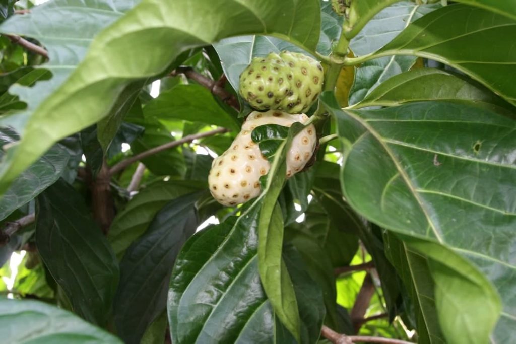 Costa Rica tropical fruit guide