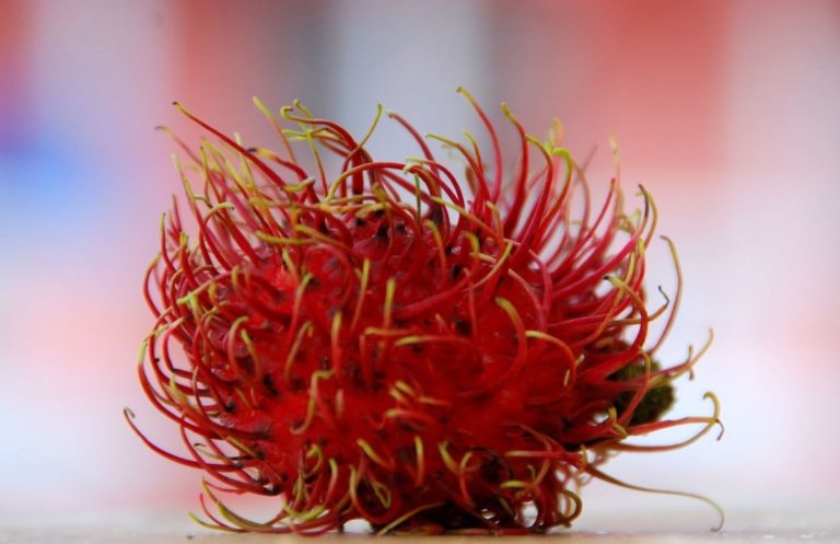 Costa Rica tropical fruit guide - Costa Rica Découverte