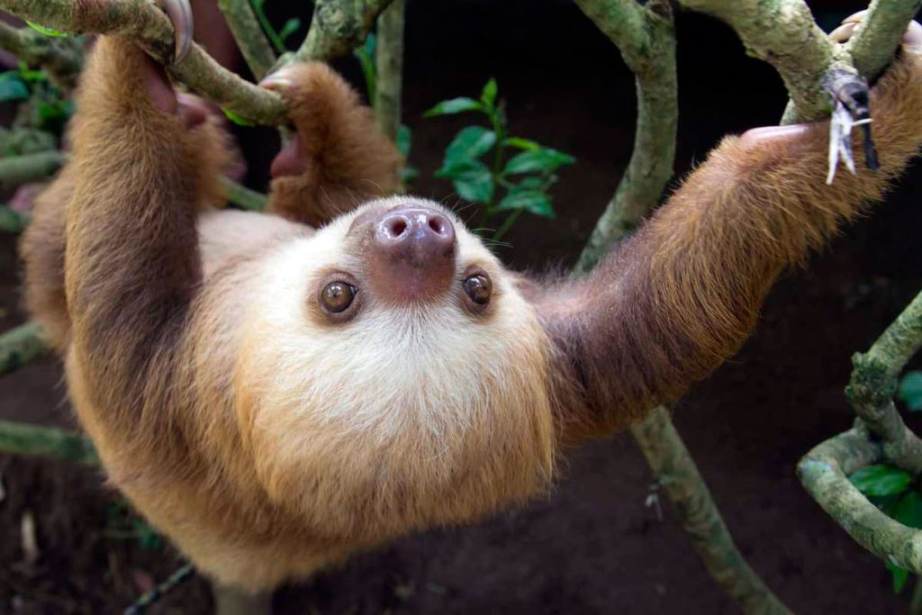 Contribuez à la conservation des paresseux ? Buvez du café