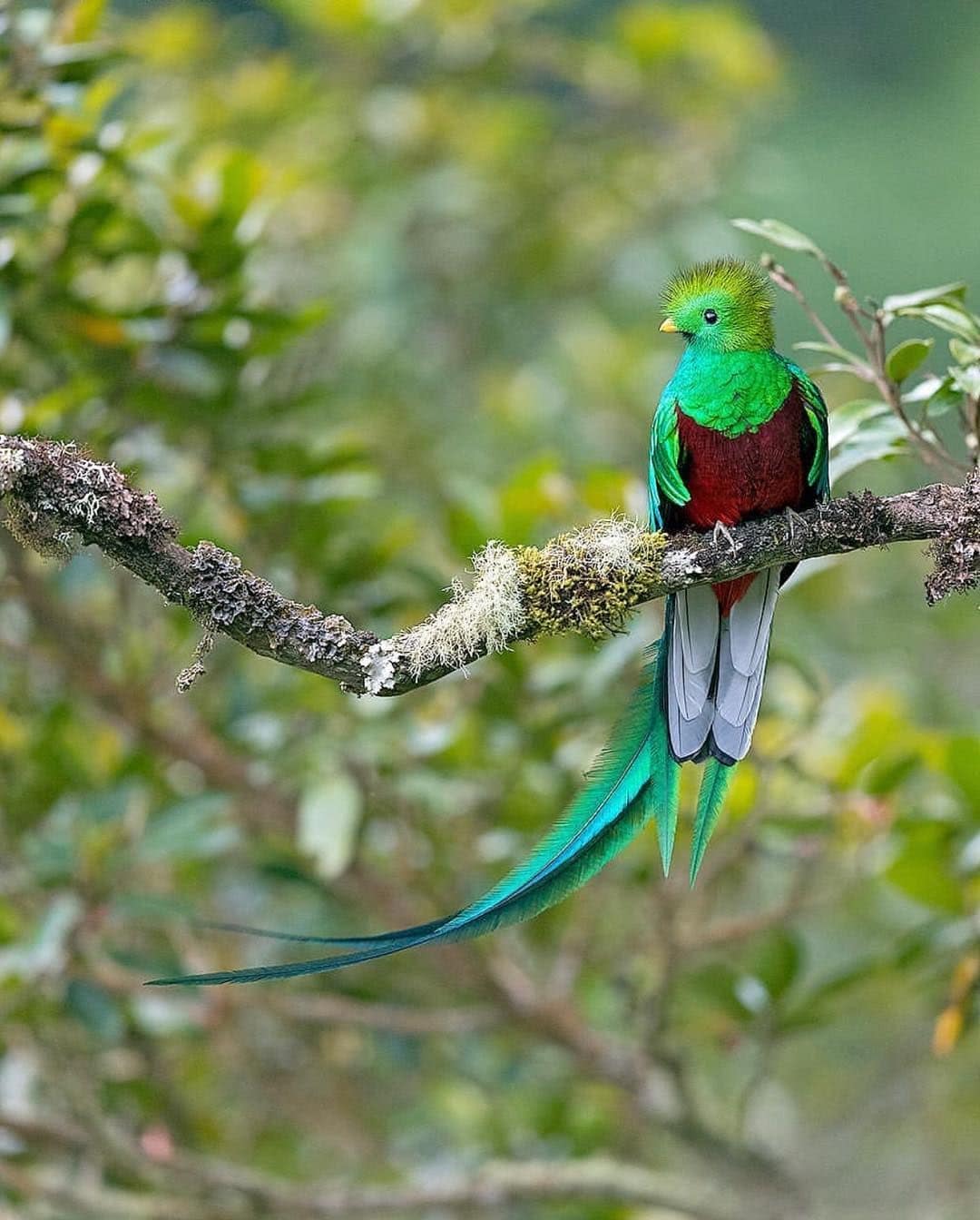 Quetzal Definition , Quetzal, der Göttervogel aus Mittelamerika – ZWZI