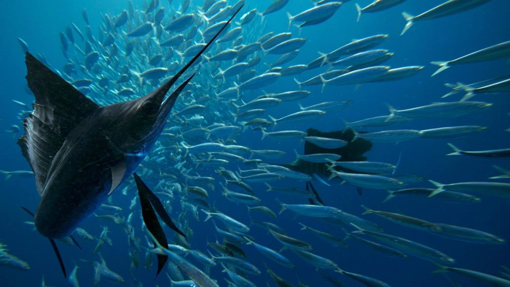 Les espèces de poissons au Costa Rica | Costa Rica Découverte