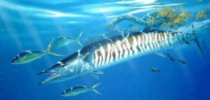 Les espèces de poissons au Costa Rica | Costa Rica Découverte