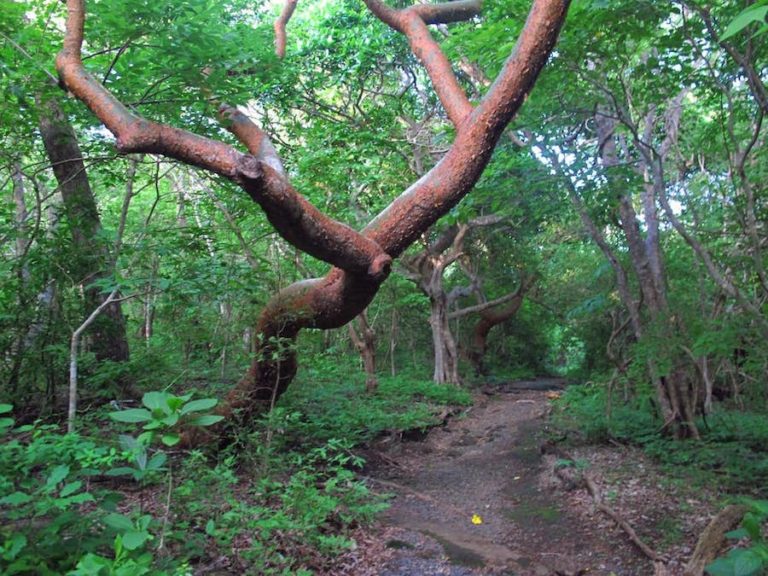 La forêt sèche tropicale du Costa Rica (1/2) | Costa Rica Découverte