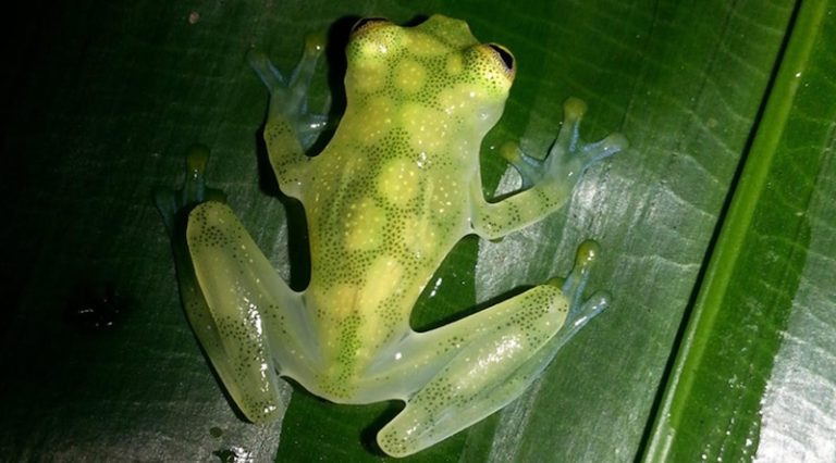 Drake Bay, Corcovado : le guide complet | Costa Rica Découverte